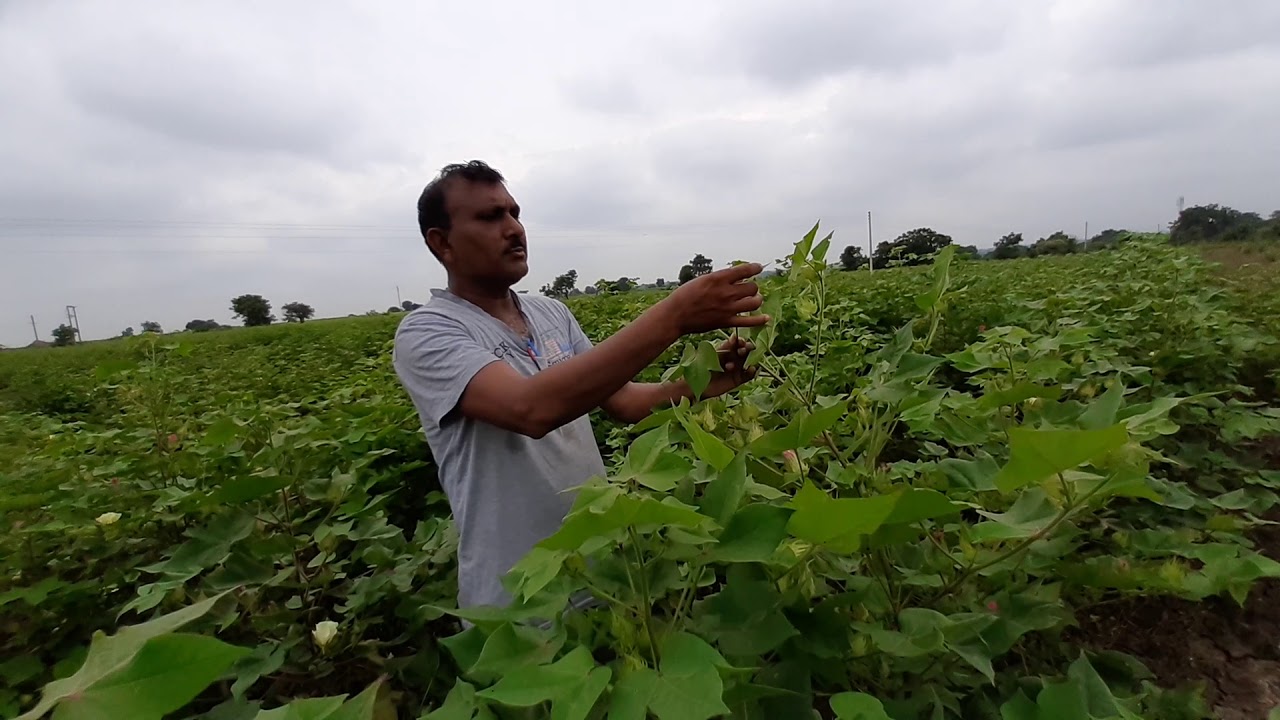 My village vidharbh natueco cotton farming - YouTube