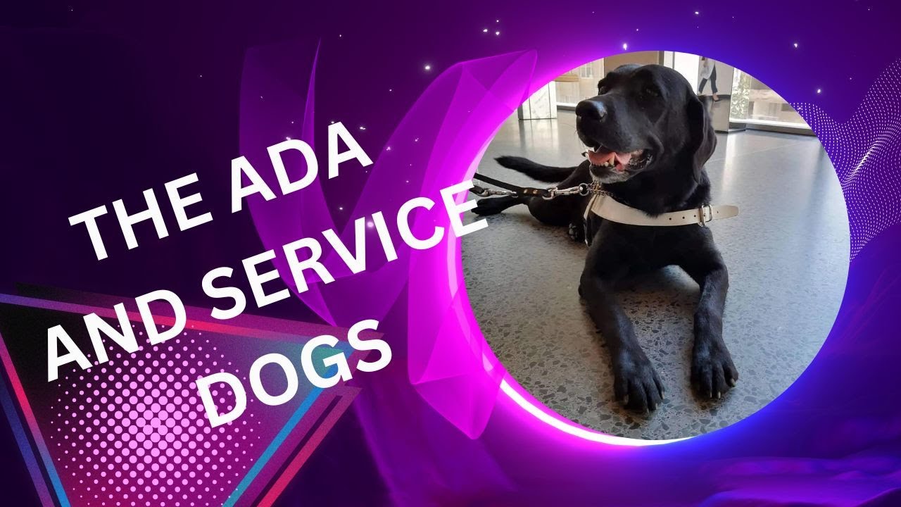 Service Dogs ADA Part 2 YouTube service-dogs-ada-part-2-youtube