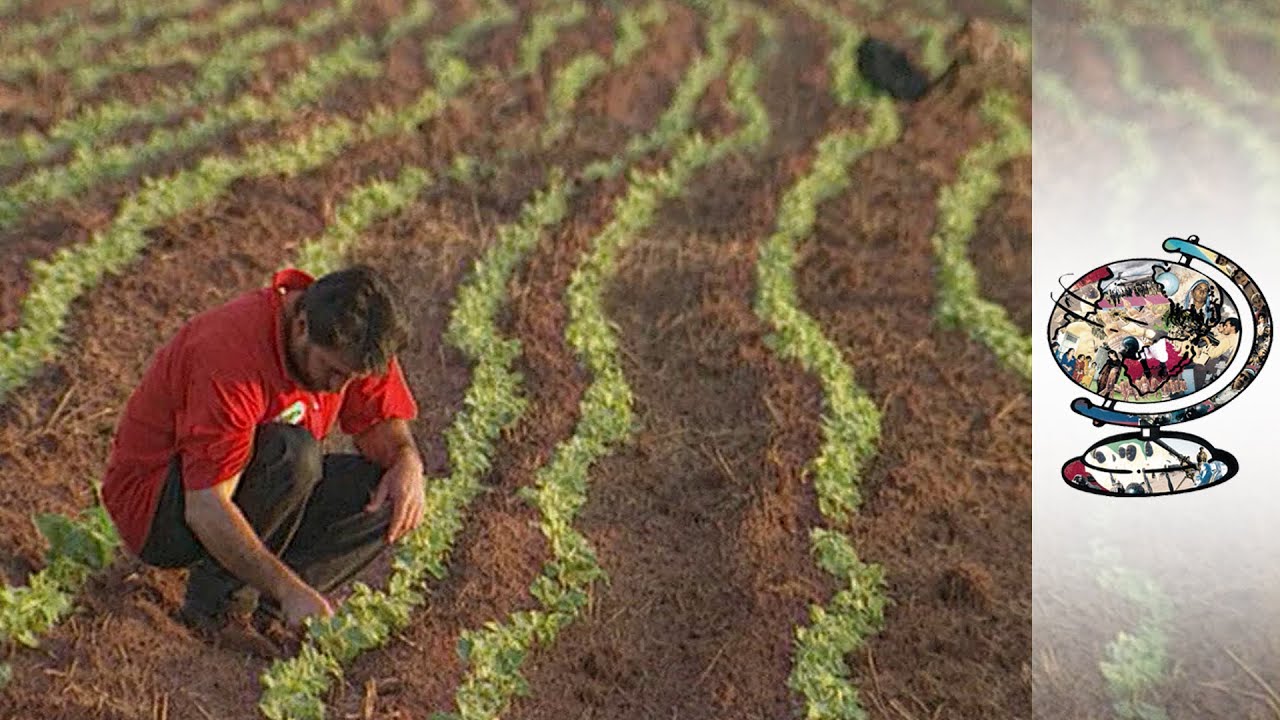 The Farming Movement Changing The Face Of Brazil (2001) - YouTube
