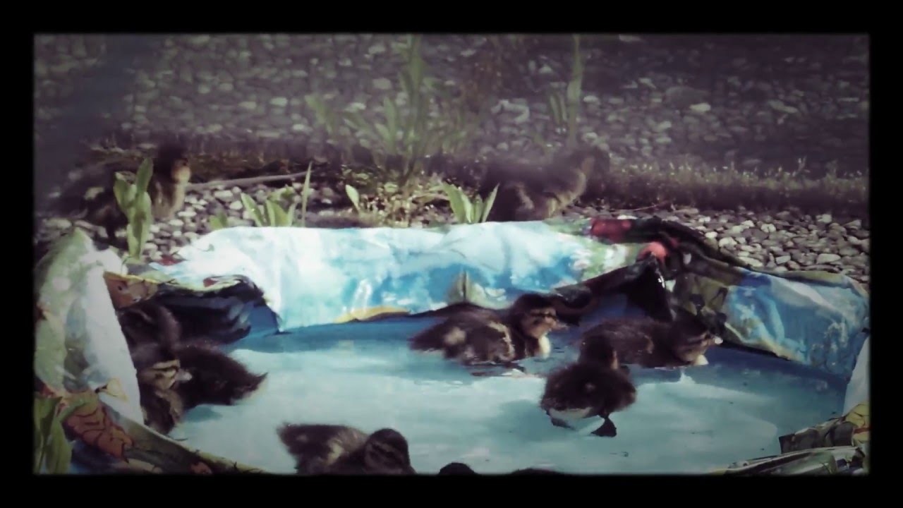 Duck Invasion - YouTube