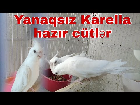 Yanaqsız karella hazır cütlər satılır.  #karella #mubarizemintv