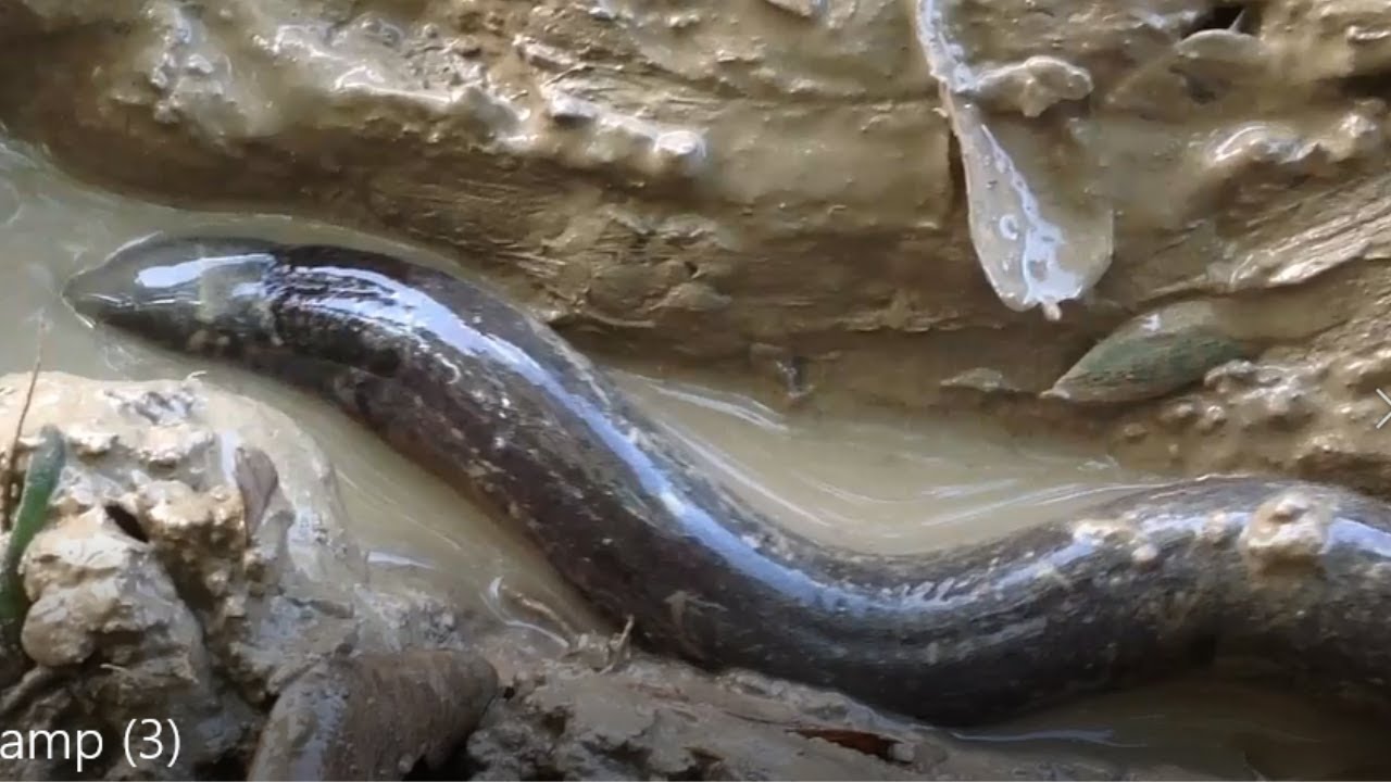 "See how eel fish moveদেখুন কিভাবে কুইচা চলাফেরা করে" - YouTube