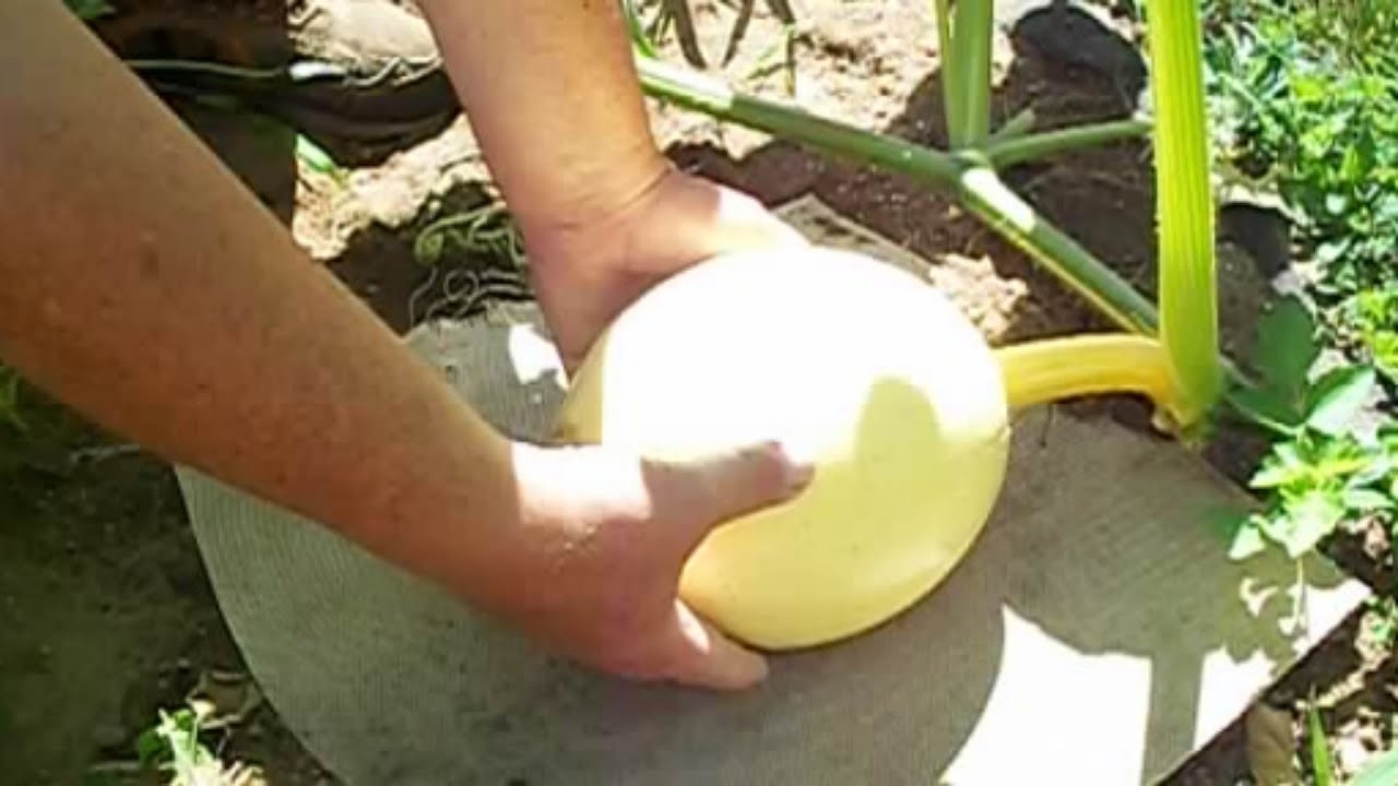 Giant Pumpkin Management - YouTube