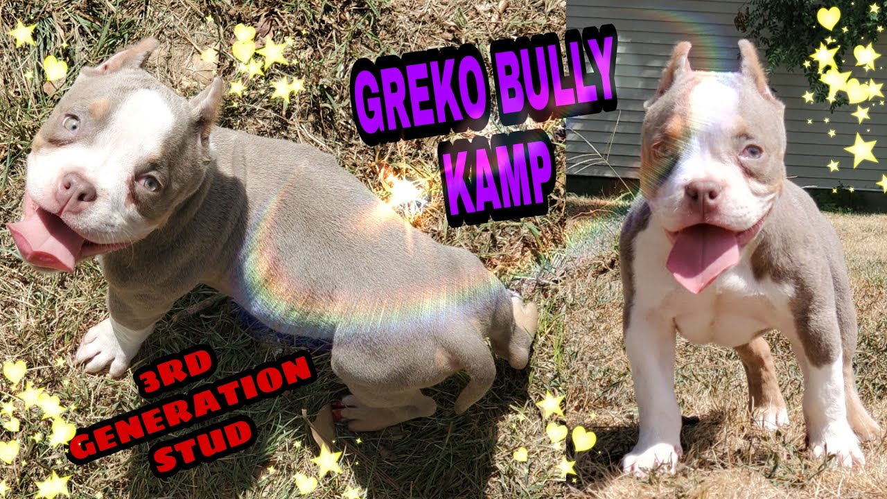 G-BABY UPDATE 3rd generation stud at greko bully kamp g-line 2020 we coming with everything we ...