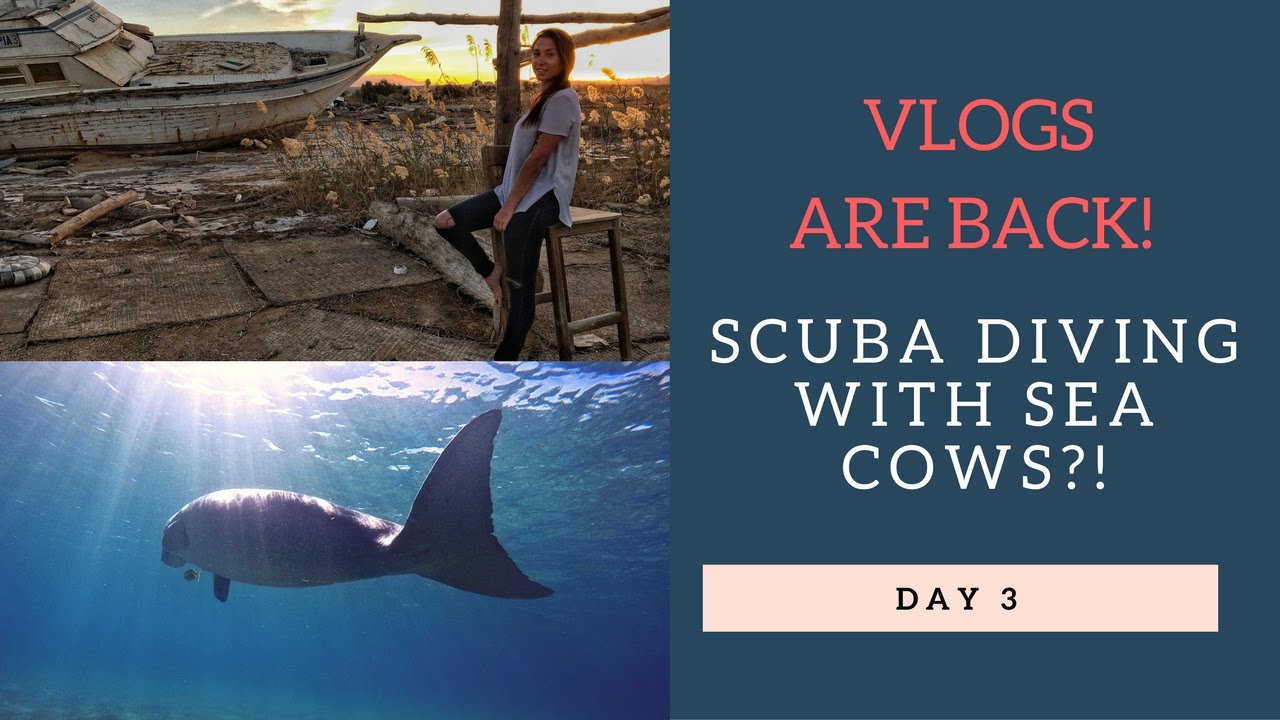 SCUBA DIVING WITH SEA COWS!? | VLOG 2 MARSA ALAM - YouTube
