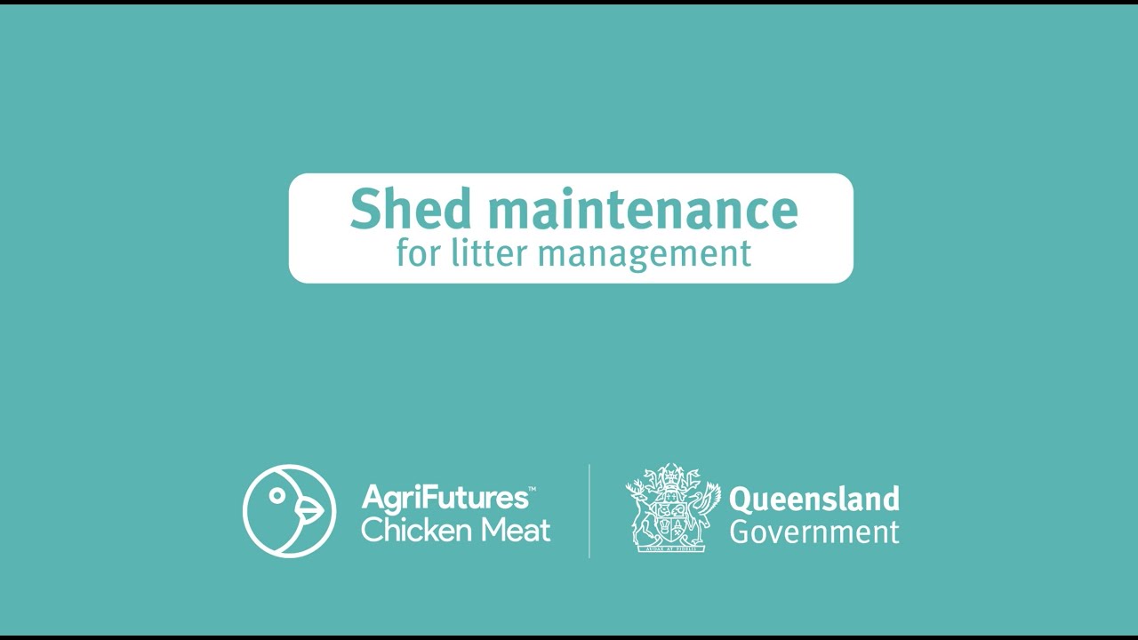 Litter management series: Shed maintenance for litter management - YouTube