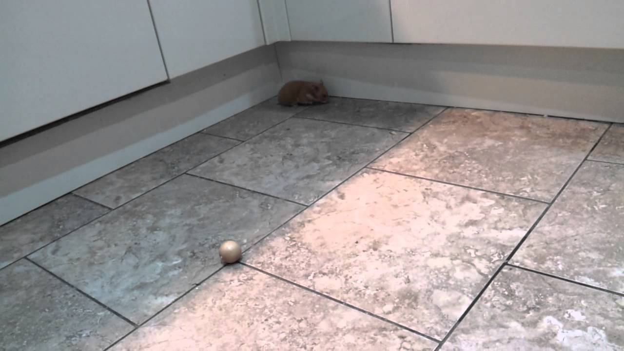Hamster playing football - YouTube