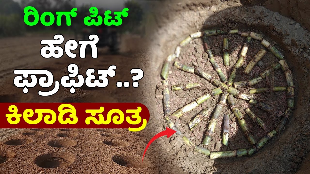 ರಿಂಗ್ ಪಿಟ್ ಕಬ್ಬು ಎಂತಹ ಕೃಷಿಕರಿಗೆ ಸೂಕ್ತ? ಎಷ್ಟು ಲಾಭಕರ? Ring pit method ...