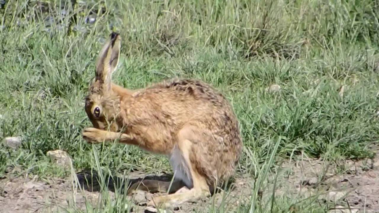 hare - YouTube
