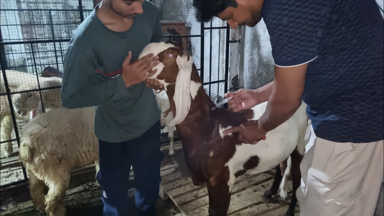 P P R Ke Vacinaton Lazmi karya Apna Janver ko P P R Sa Bacho Sj ...