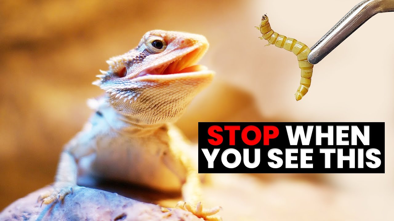 How Much to Feed a Baby Bearded Dragon - YouTube