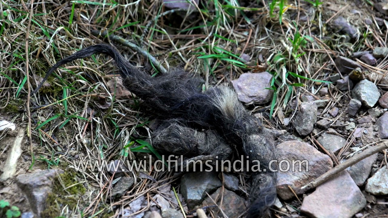 Dog hair in leopard poop: This leopard ate up a dog in Mussoorie - YouTube