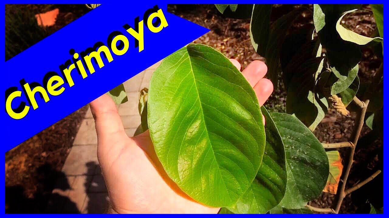 El Bumpo Cherimoya Foliar Feeding [BEFORE & AFTER] - YouTube