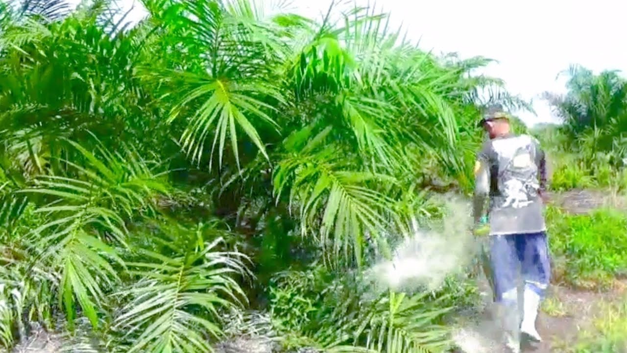 TABUR DOLOMIT CALSIUM CARBONATE Markas Sawit Dumpy' 2TH Tanam - YouTube