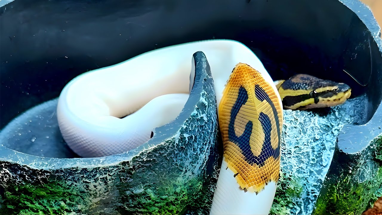 New Hiding Spot For Cactus Our Pied Ball-python - YouTube