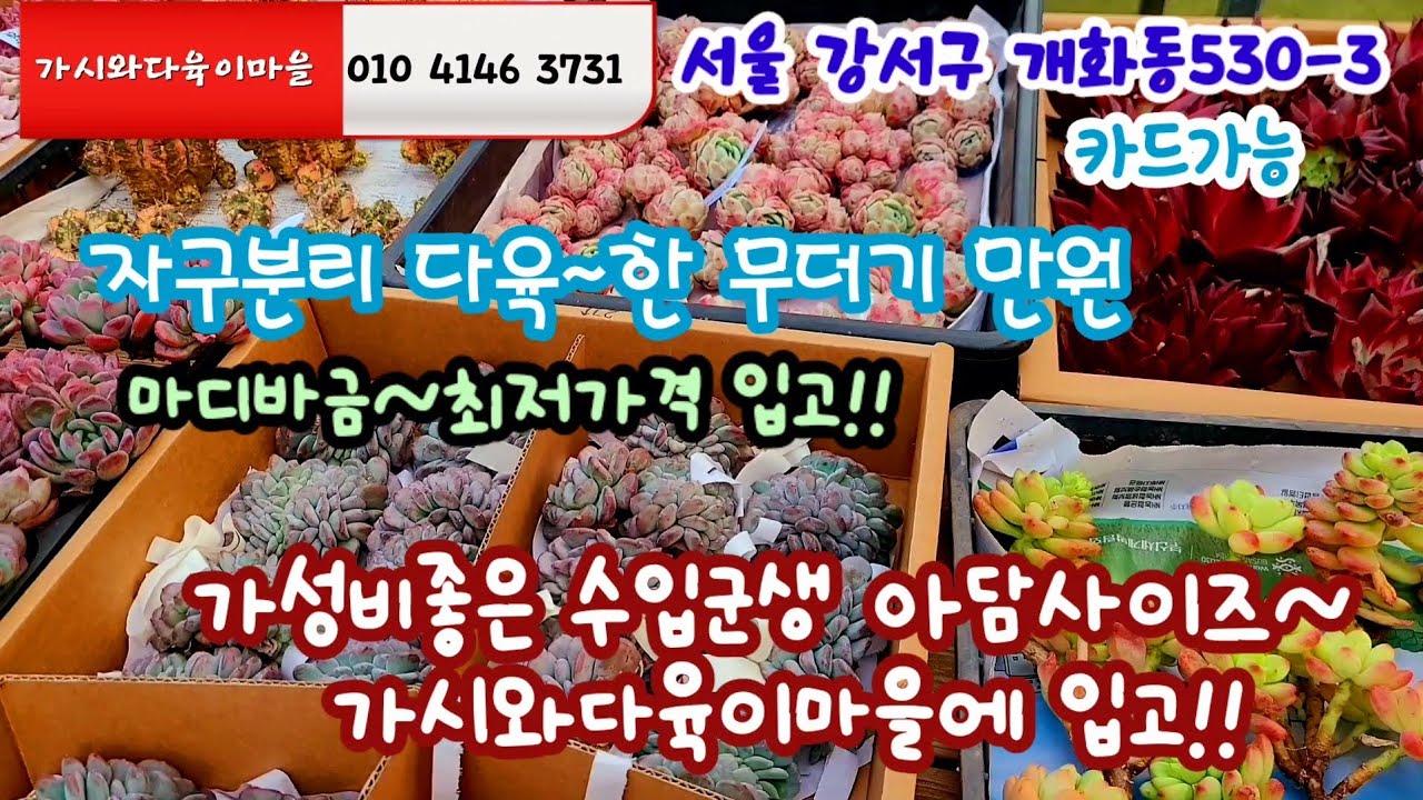 가시와다육이마을 아담사이즈 수입군생입고 마디바금최저가로소개 자구분리된다육 한무더기1만원💕아르제 헤리왓슨 로지립스 샹그릴라