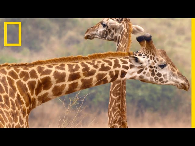 Accouplement De Girafes