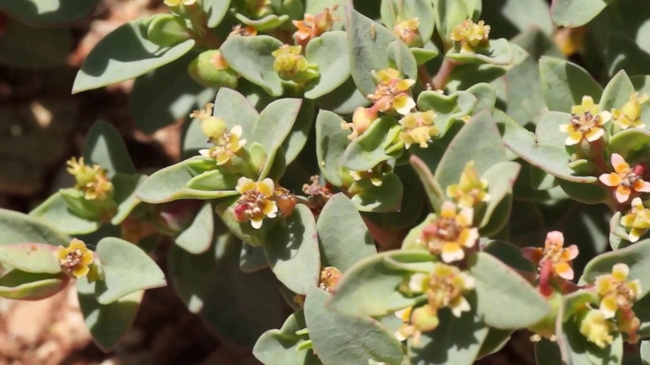 Perdita minima - the smallest bee in the United States (2 mm long ...