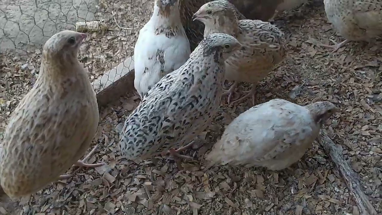 Filhotes de codorna gigante com 40 dias - YouTube