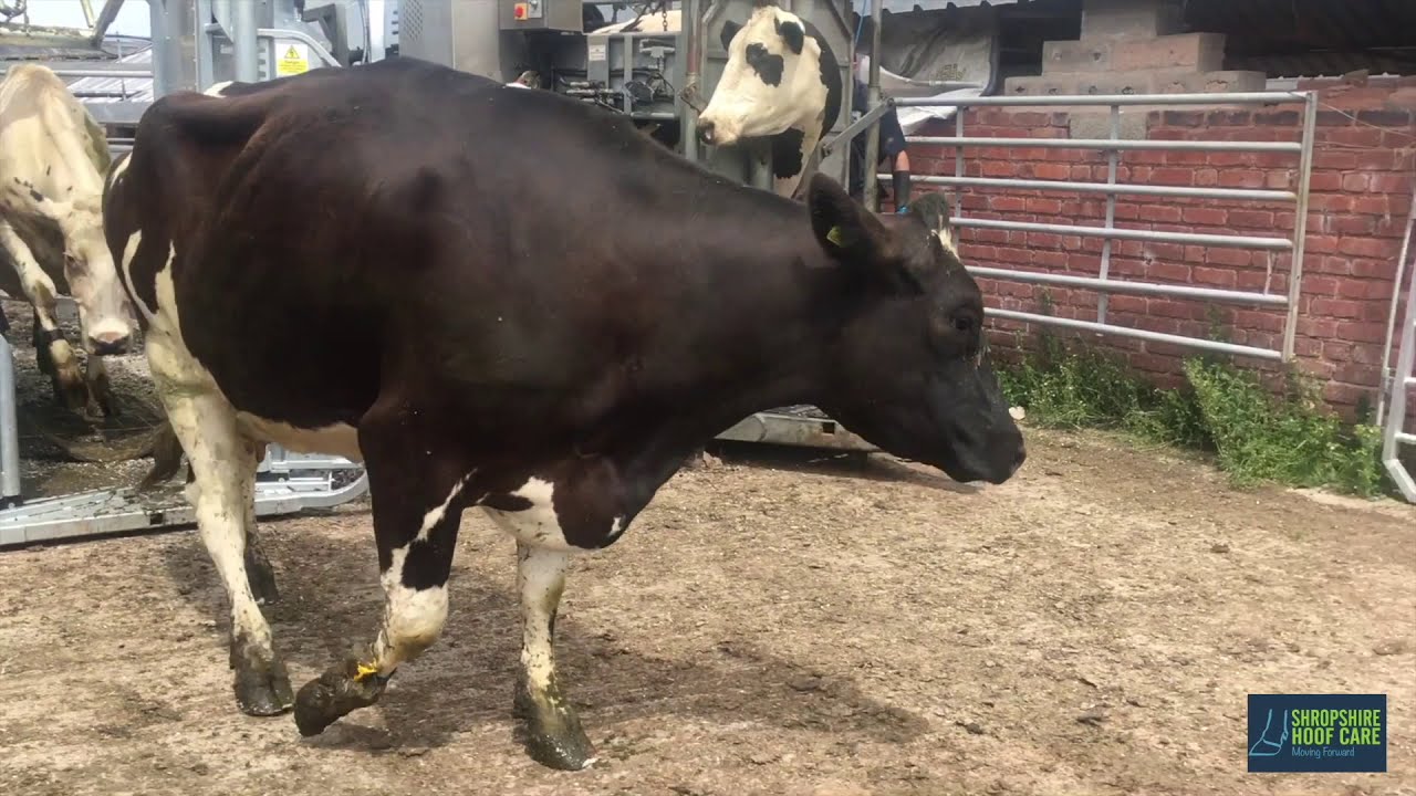 Cow foot Trimming and hoof care | Shropshire Hoof Care - YouTube