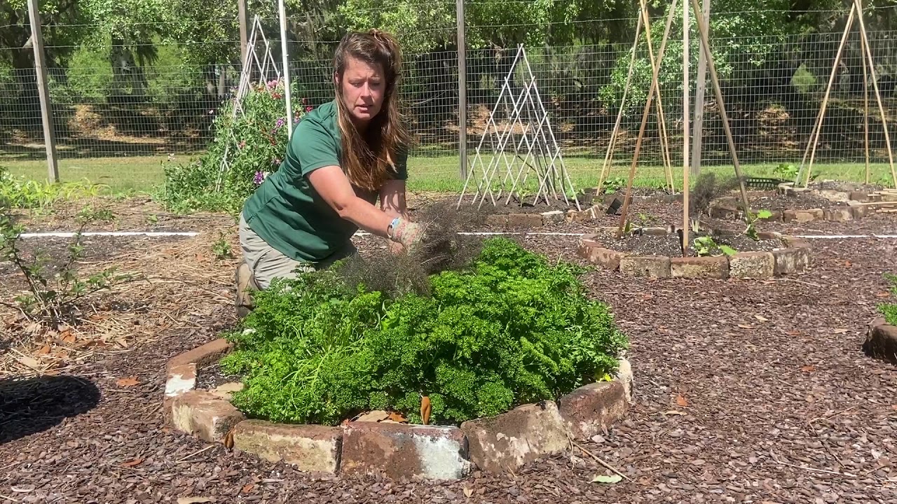 Small Space Planting - YouTube