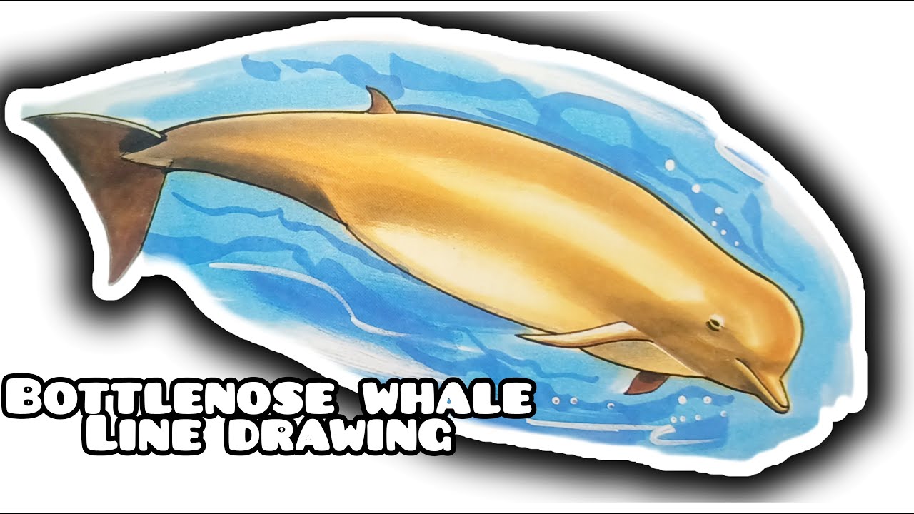 bottlenose whale from I can draw series by Terry Longhurst - YouTube