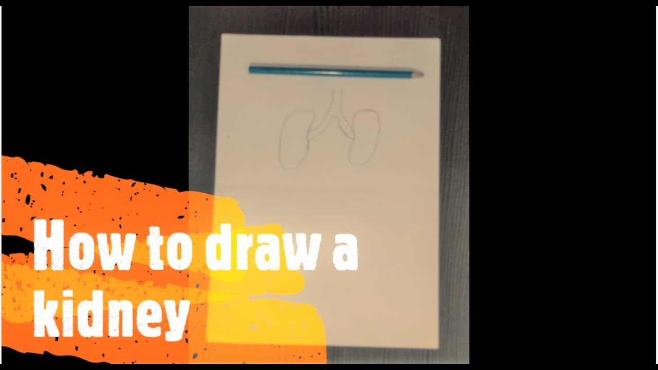 How to draw kidney | Artwork | easy step by step - YouTube