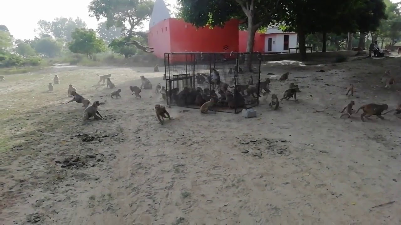 Monkey catcher team catching terrorist monkey - YouTube