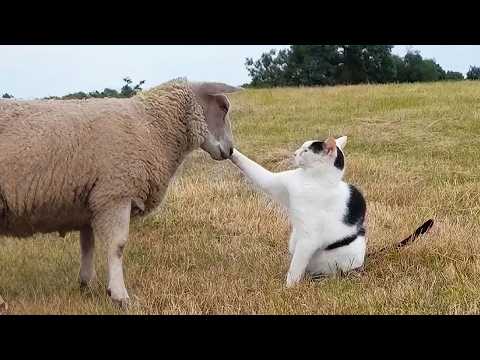 Hilarious Cats Actually Run The World 🤣 Funny Animals Life