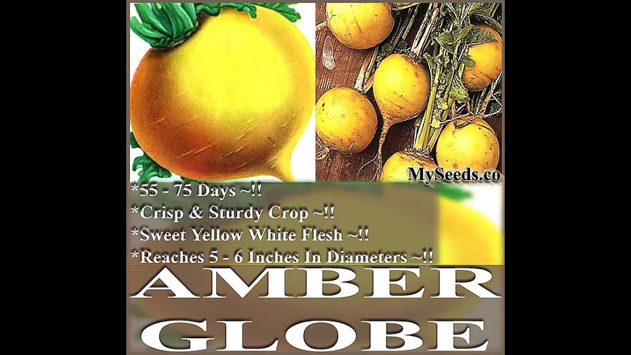 AMBER GLOBE Turnip seeds - HEIRLOOM, SEEDS on www.MySeeds.Co - YouTube