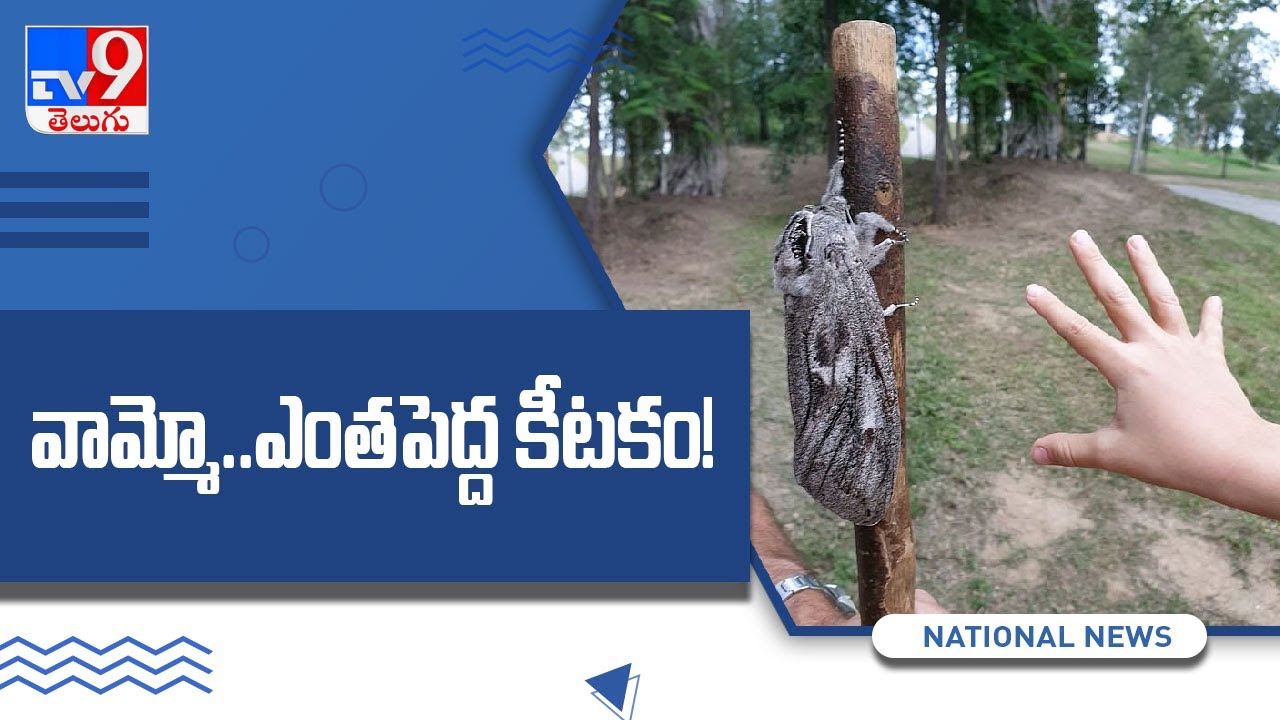 Aussie woman discovers giant wood moth the size of a human hand, it's ...