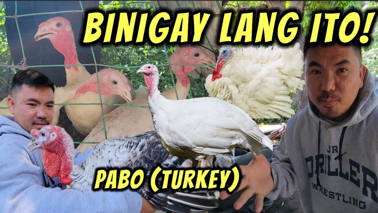 Binigyan ako ng Pabo (Turkey) - YouTube