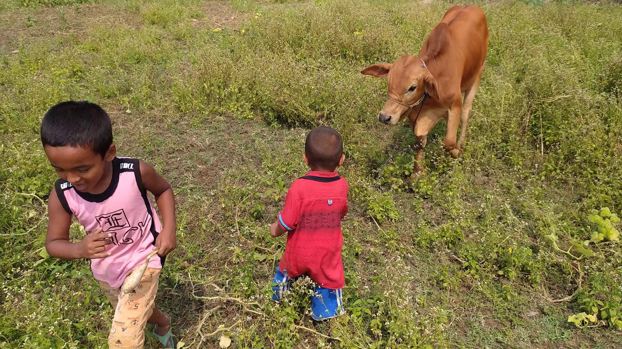Kids are playing with cows - YouTube
