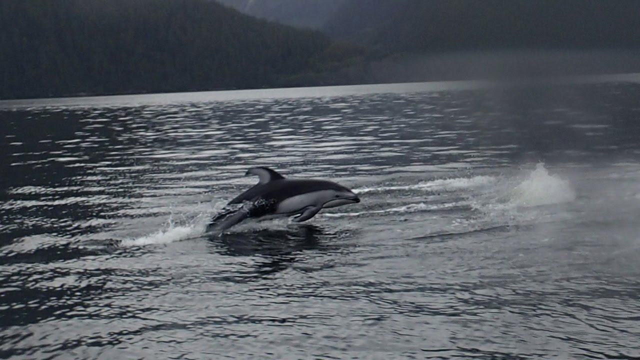 White-sided dolphins playing, jumping, humpback whale # ...