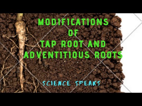 Modifications of Tap Root and Adventitious Roots|Science Speaks ...