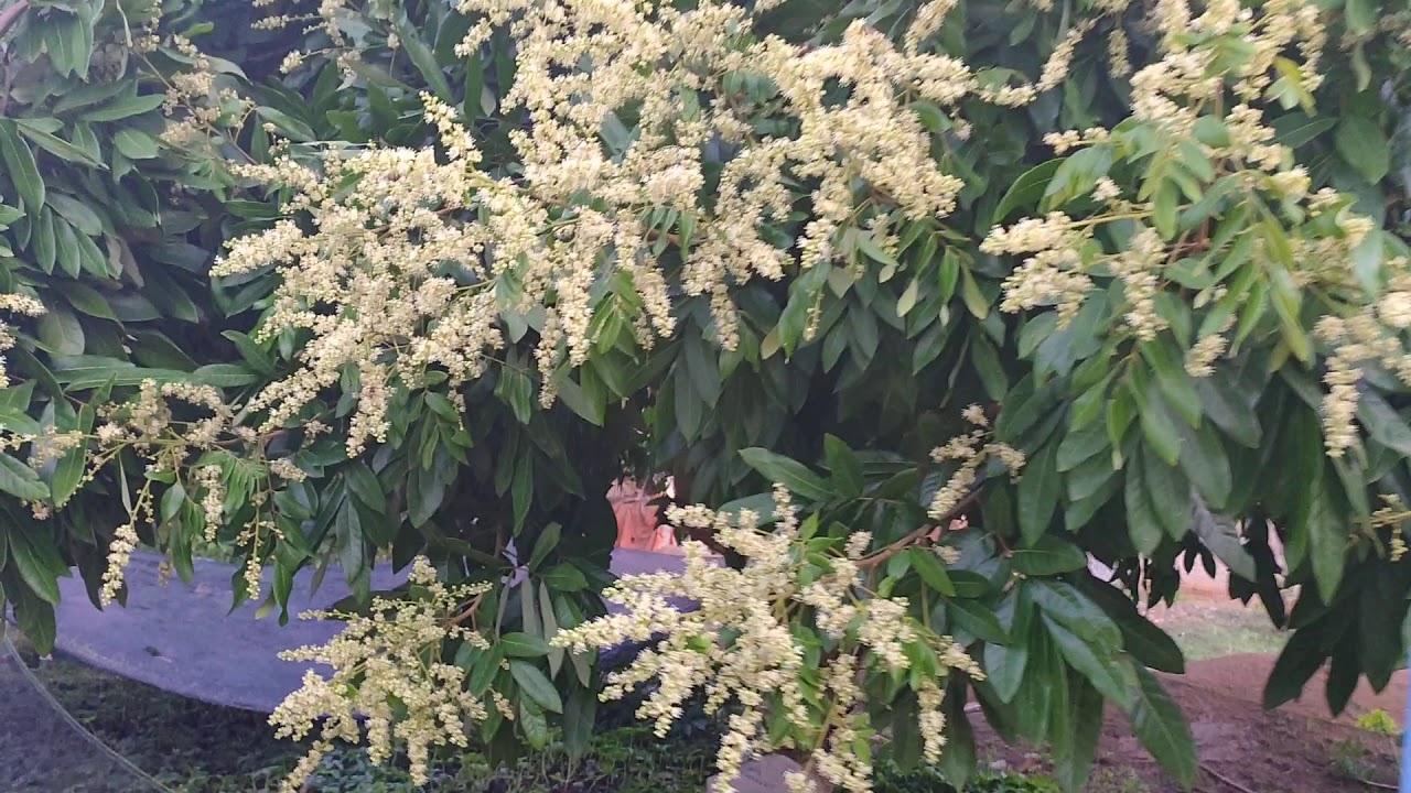 Bunga kelengkeng didepan rumah pak Akhmad Sutrisno - YouTube