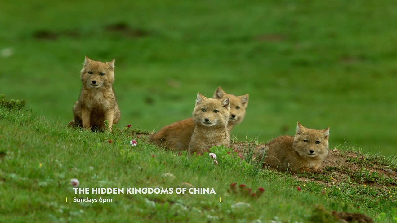 The Hidden Kingdoms Of China on National Geographic WILD | Virgin Media ...