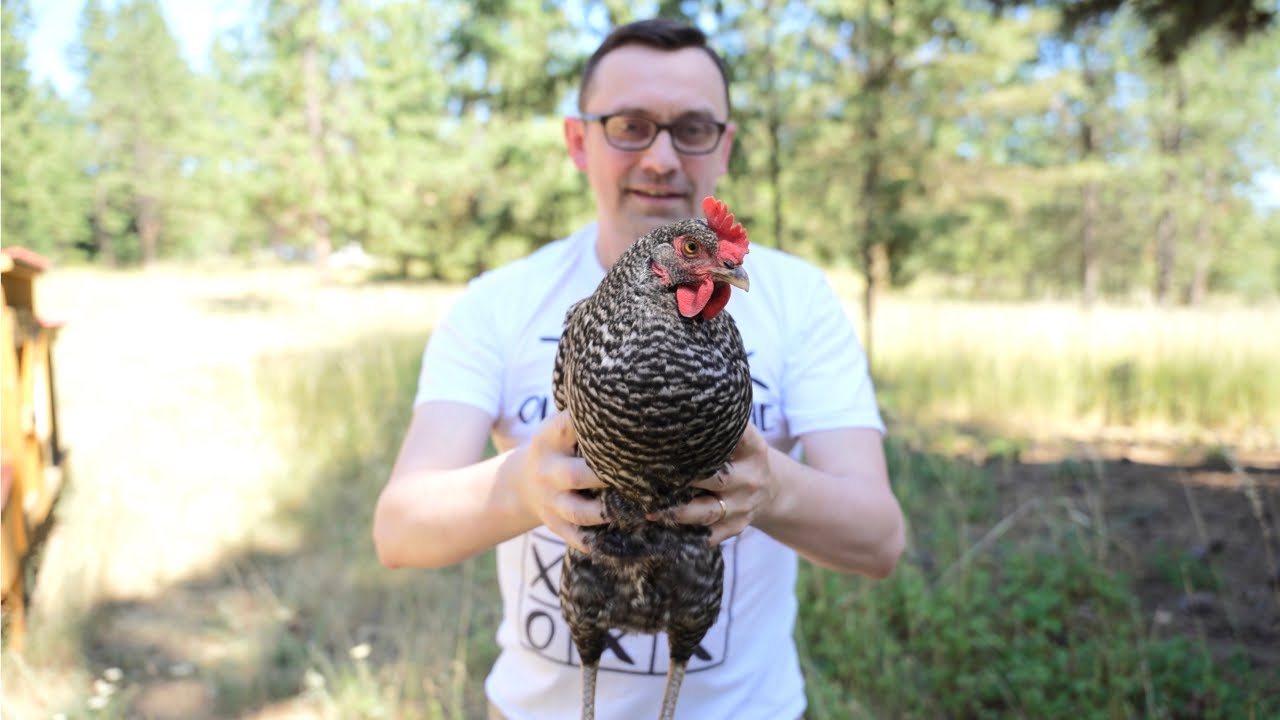 My Chickens Are Gyroscopic - Chicken Head Tracking Experiment - YouTube