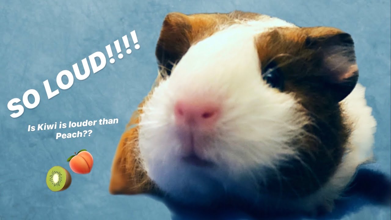 Kiwi Scream Wheeking | Baby Guinea Pig Finding Her Voice | Peawi Pigs ...