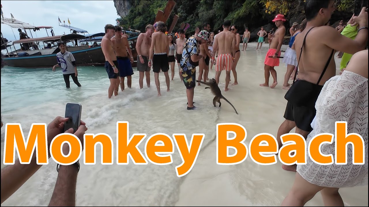 Monkey Attacks a Child on Monkey Beach. Father Saves Daughter. Must See ...