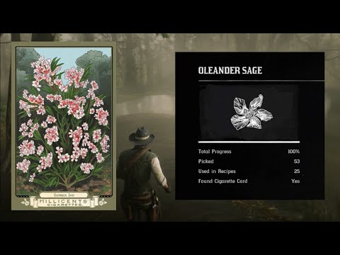 Oleander Sage location and Flora of America Card place. RDR2 - YouTube
