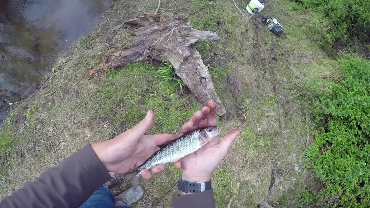 BEST BAIT FOR CATFISH!!! NJ White Sucker Fishing - YouTube