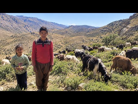 🏔️🌿In the heart of Zagros with nomads | Sheep herding, medicinal plants and discovering hidden caves