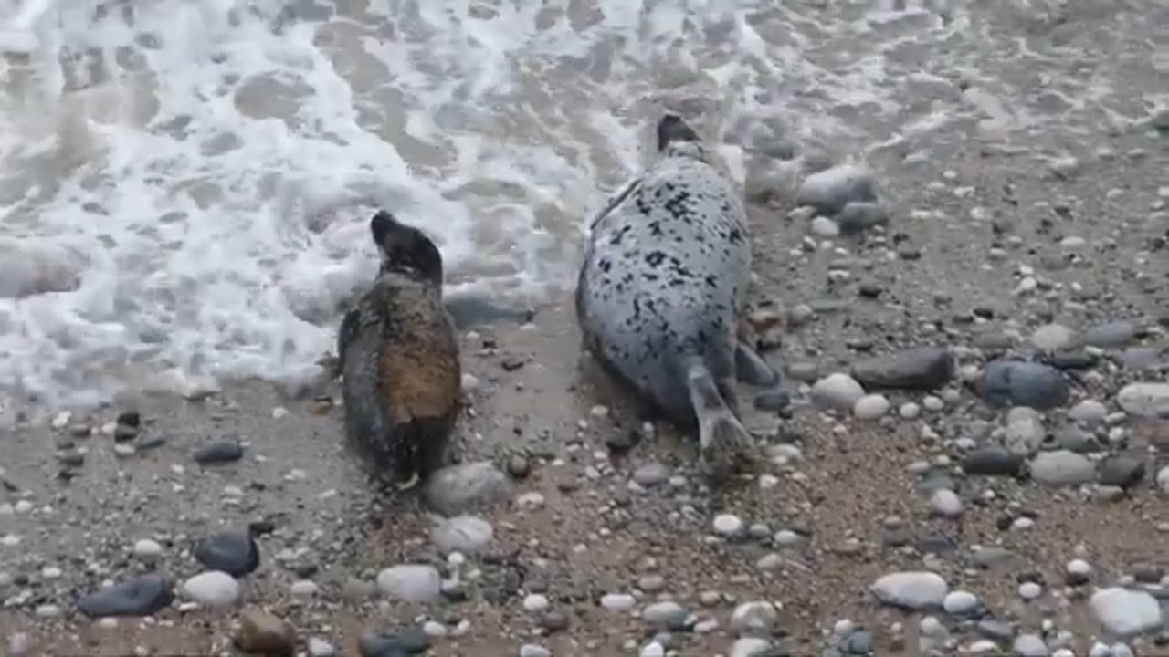 Thursday morning seals - 4th May 2023 - YouTube