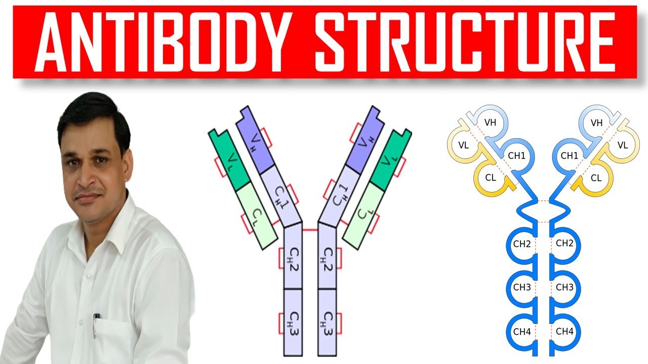 Structure of an antibody or immunoglobulin | Antibody domain structure ...
