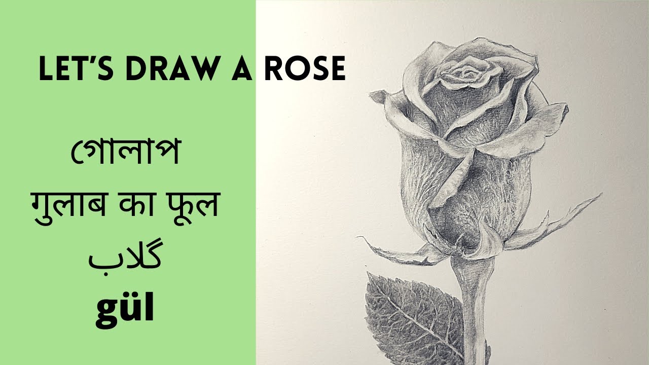 How to draw a rose 🌹 flower গোলাপ, gulab ka phool - YouTube