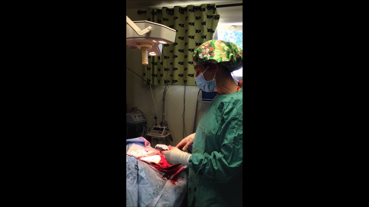 Pyometra. The Vets Advice and How Spay Surgery CAN Save These Pets ...