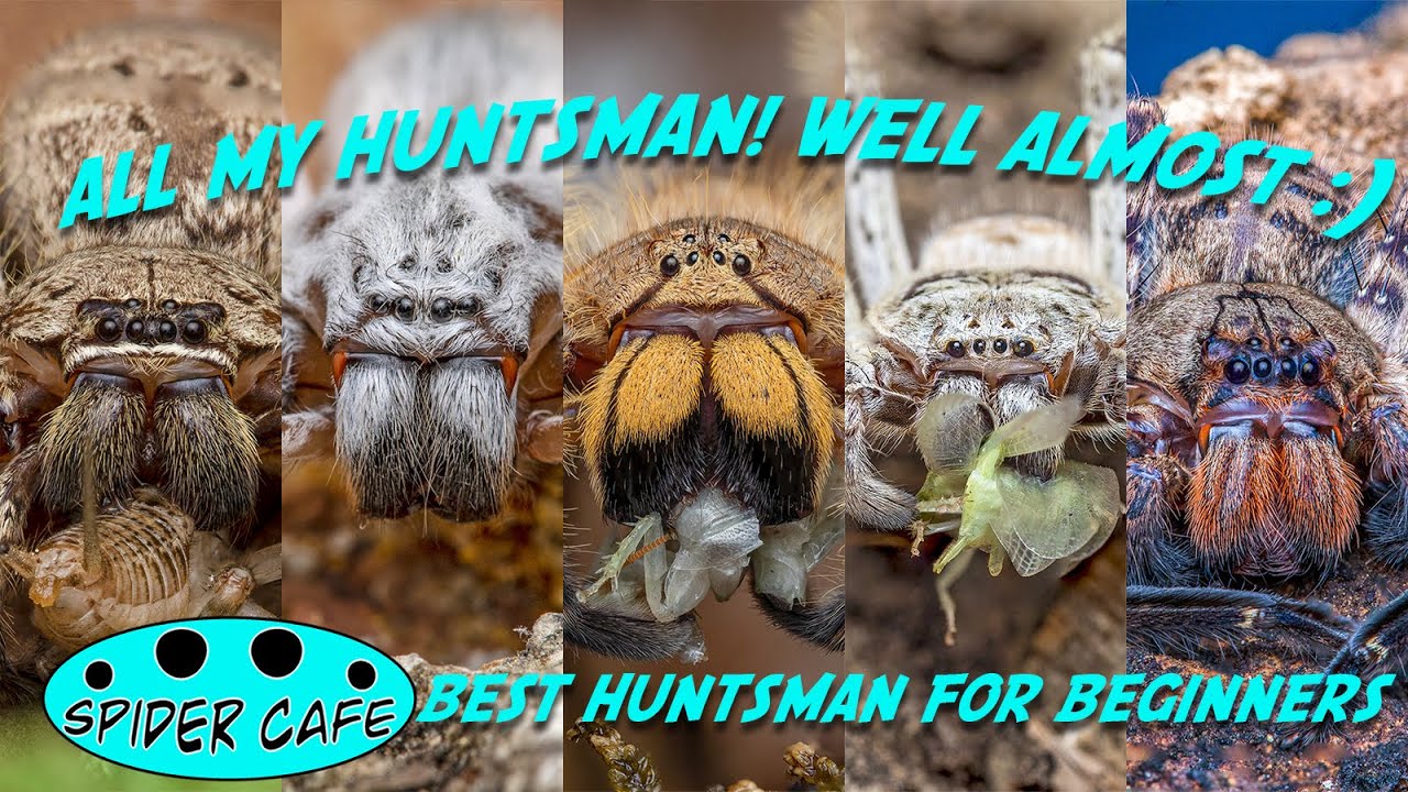 What is the best huntsman spider for beginners? - YouTube