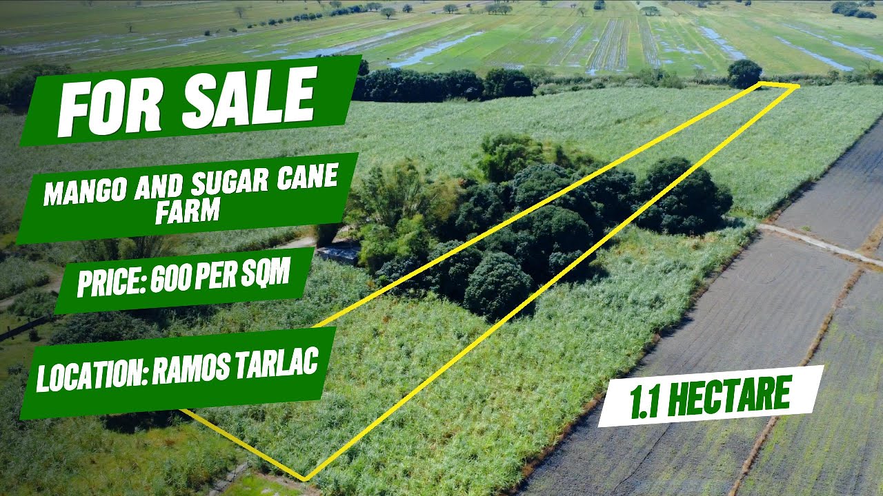 (513) FOR SALE 1.1 HECTARE MANGO AND SUGAR CANE FARM, ALONG CEMENTED ...