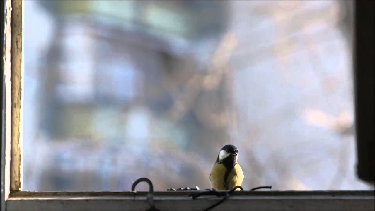 Stars - Window Bird - YouTube